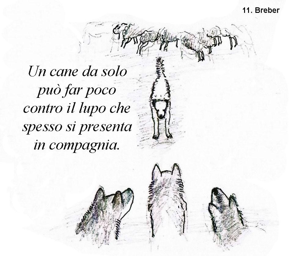 Standard Funzionale del Cane da Pecora Abruzzese - Cani da Lavoro ...