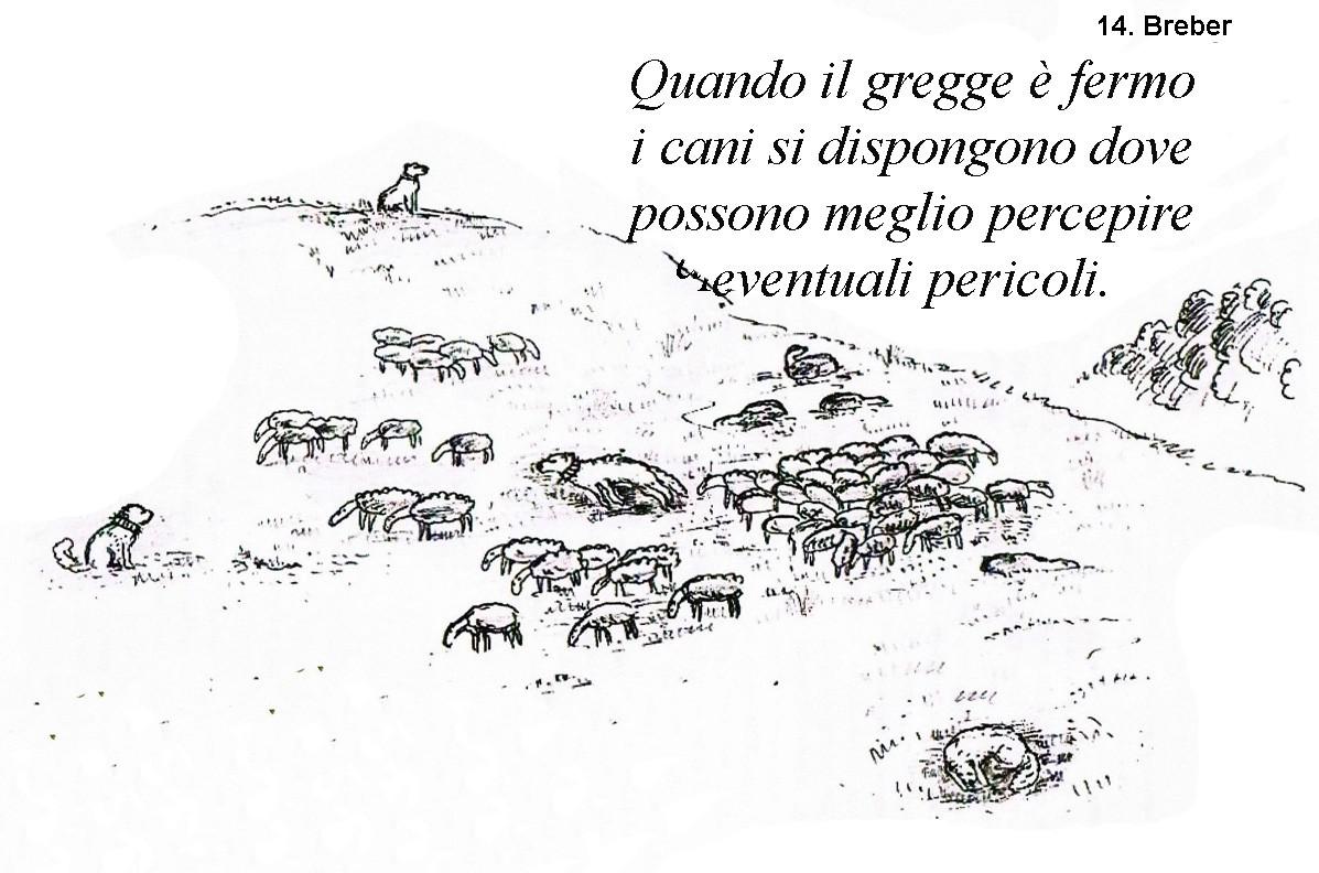 Standard Funzionale del Cane da Pecora Abruzzese - Cani da Lavoro ...