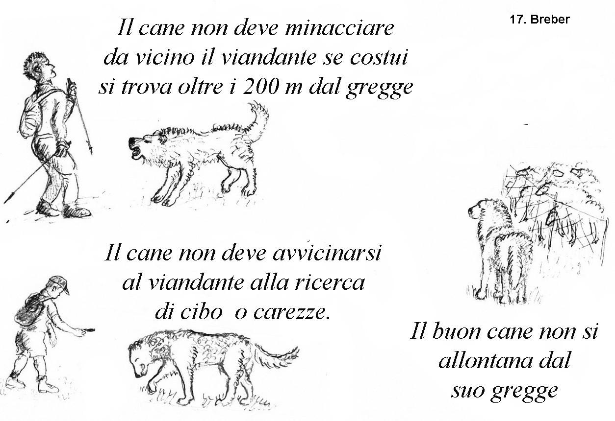Standard Funzionale del Cane da Pecora Abruzzese - Cani da Lavoro ...