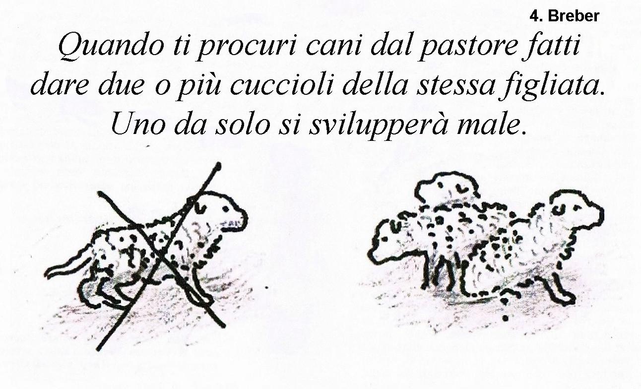 Standard Funzionale del Cane da Pecora Abruzzese - Cani da Lavoro ...