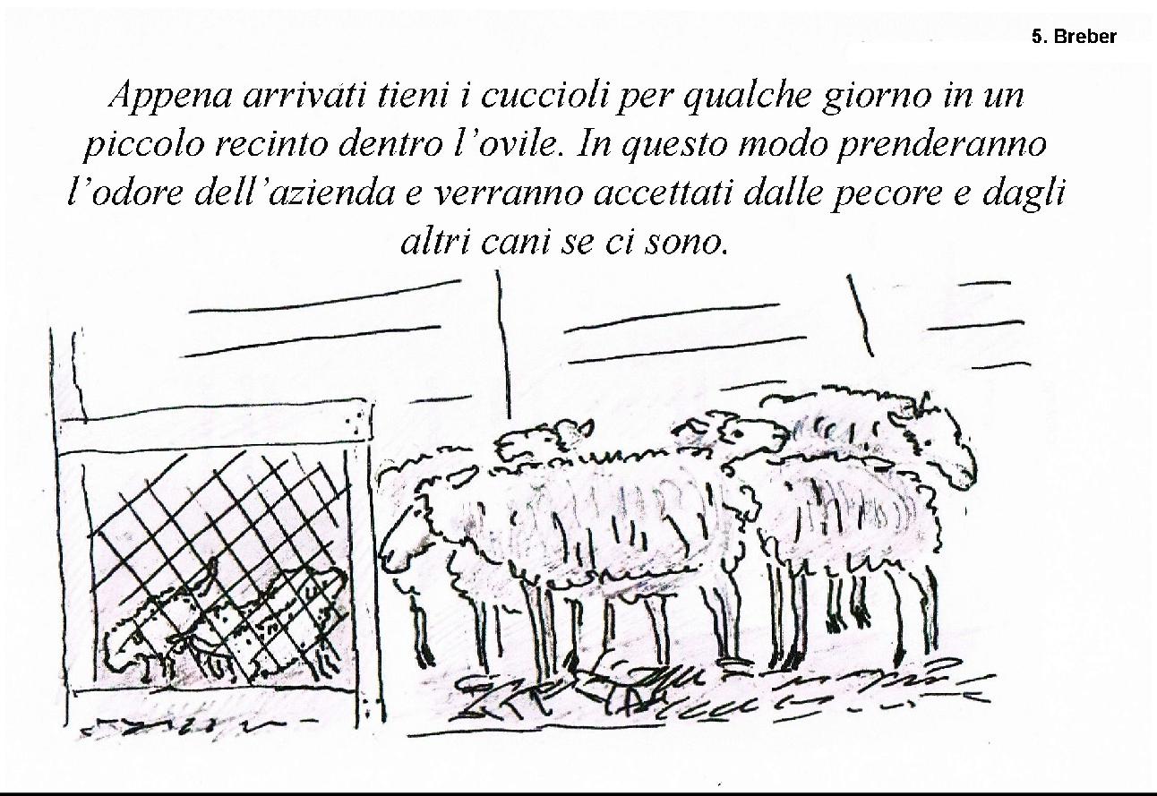 Standard Funzionale del Cane da Pecora Abruzzese - Cani da Lavoro ...