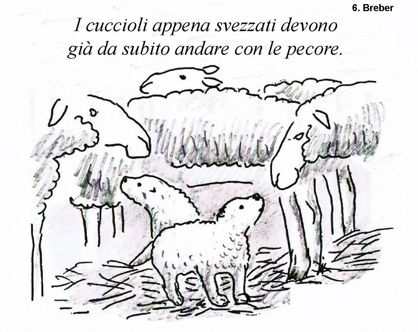 Standard Funzionale del Cane da Pecora Abruzzese - Cani da Lavoro ...