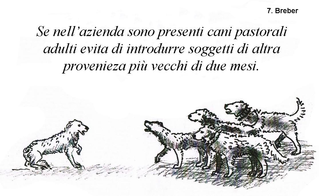 Standard Funzionale del Cane da Pecora Abruzzese - Cani da Lavoro ...